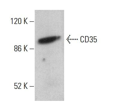 CD35 Antibody (To5) | SCBT - Santa Cruz Biotechnology