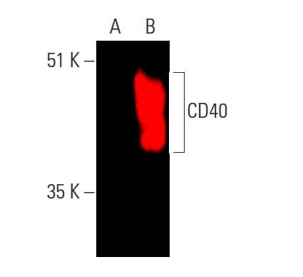 Anti-CD40 Antibody (H-10) | SCBT - Santa Cruz Biotechnology