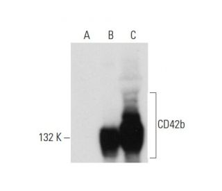 CD42b Antibody (MM2/174) | SCBT - Santa Cruz Biotechnology