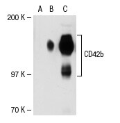 CD42b Antibody (PM6/40) | SCBT - Santa Cruz Biotechnology