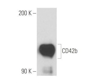 CD42b Antibody (SZ2) | SCBT - Santa Cruz Biotechnology