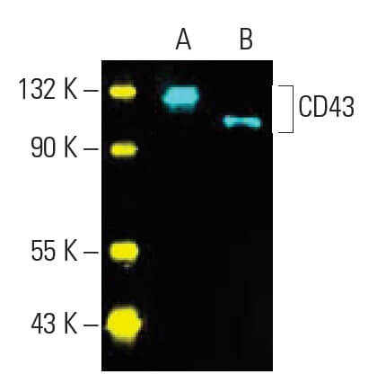Anti-CD43 Antibody (DF-T1) | SCBT - Santa Cruz Biotechnology