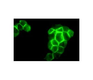 Anti-CD45 Antibody (35-Z6) | SCBT - Santa Cruz Biotechnology