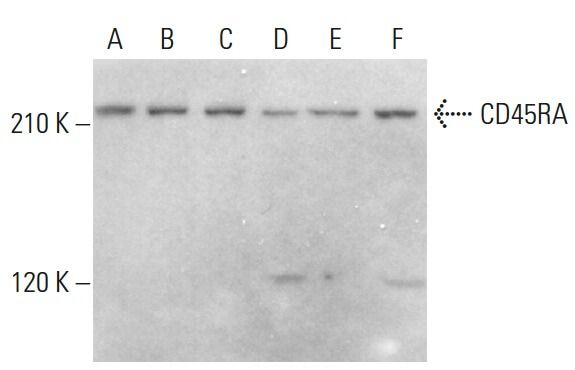 CD45RA抗体 (OX33) | SCBT - Santa Cruz Biotechnology