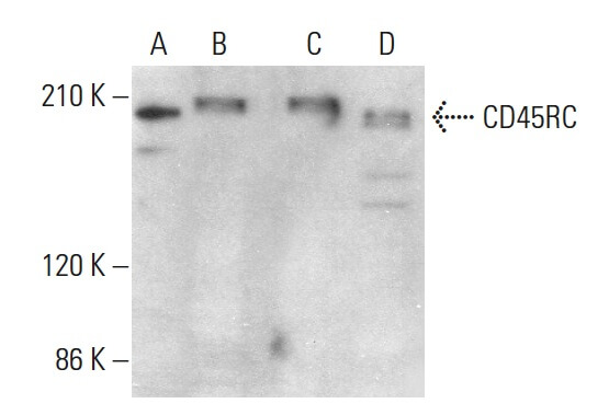 Anti-CD45RC Antibody (3H1437) | SCBT - Santa Cruz Biotechnology