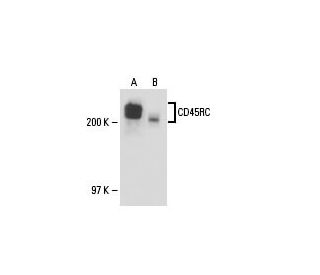 CD45RC Antibody (C455.1F) | SCBT - Santa Cruz Biotechnology