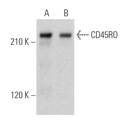 Anti-CD45RO Antibody (UCH-L1) | SCBT - Santa Cruz Biotechnology