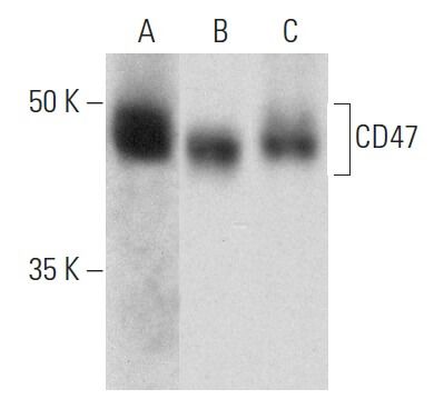 CD47 Antibody (6A296) | SCBT - Santa Cruz Biotechnology