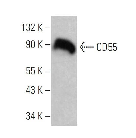CD55 Antibody (143-30) | SCBT - Santa Cruz Biotechnology