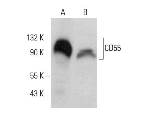 CD55 Antibody (H-7) | SCBT - Santa Cruz Biotechnology