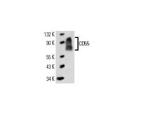 Anti-CD55 Antibody (NaM16-4D3) | SCBT - Santa Cruz Biotechnology