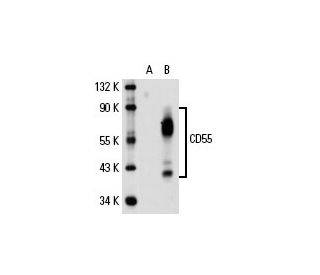 CD55 Antibody (NaM16-4D3) - Western Blotting - Image 19182