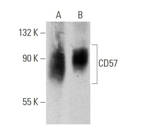 Anti-CD57 Antibody (NK-1) | SCBT - Santa Cruz Biotechnology