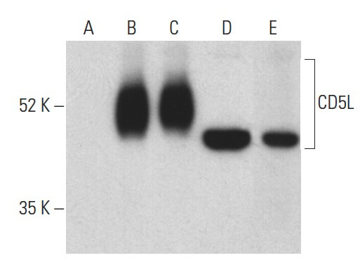 Anti-CD5L Antibody (D-11) | SCBT - Santa Cruz Biotechnology