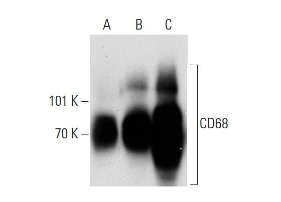 CD68抗体 (3F103) | SCBT - Santa Cruz Biotechnology