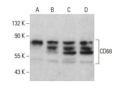 CD68 Antibody (C-9) | SCBT - Santa Cruz Biotechnology