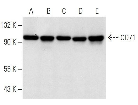 CD71/TFRC/Transferrin Receptor抗体 (2B6) | SCBT - Santa Cruz Biotechnology