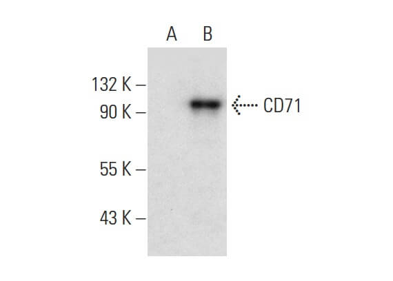 CD71/TFRC/Transferrin Receptor Antibody (G-8) | SCBT - Santa Cruz ...