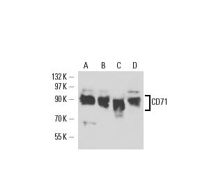 CD71 Antibody (H68.4) - Western Blotting - Image 16457