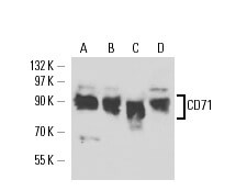Anti-CD71/TFRC/Transferrin Receptor Antibody (H68.4) | SCBT - Santa ...