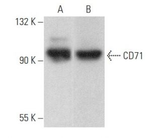 CD71 Antibody (H68.4) - Western Blotting - Image 353965