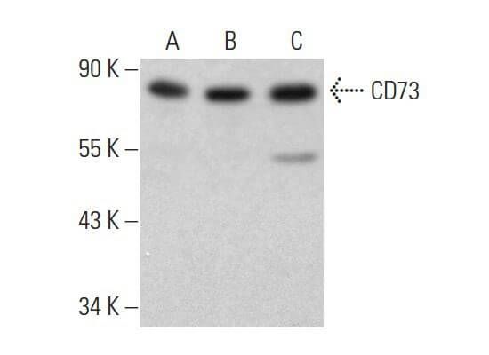 CD73 Antibody (D-12) | SCBT - Santa Cruz Biotechnology