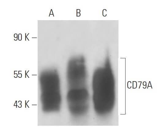 CD79A Antibody (HM57) | SCBT - Santa Cruz Biotechnology