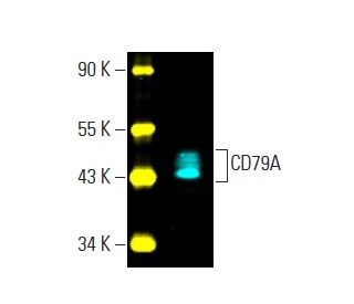 CD79A Antibody (HM57) | SCBT - Santa Cruz Biotechnology