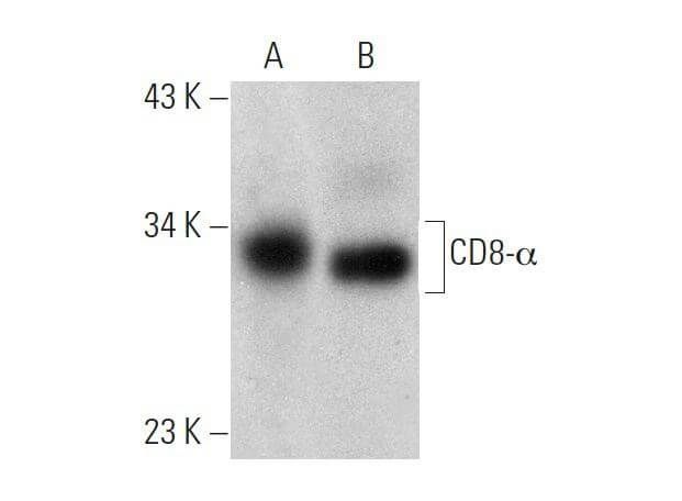 CD8-α Antibody (C8/144B) | SCBT - Santa Cruz Biotechnology CD8-α Antibody (C8/144B) | SCBT - Santa Cruz Biotechnology