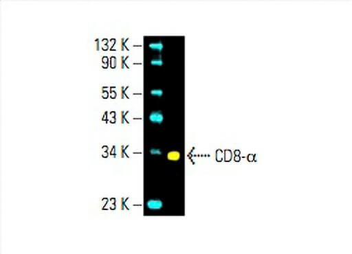 CD8-α Antibody (C8/144B) | SCBT - Santa Cruz Biotechnology