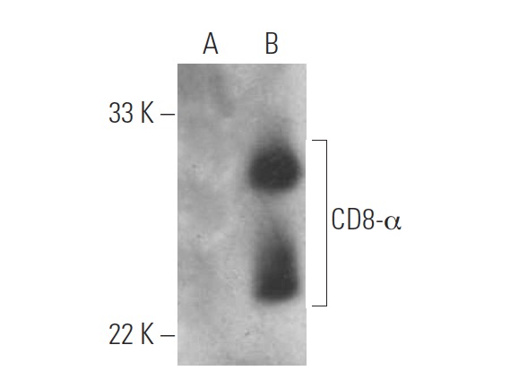 CD8-α Antibody (C8/144B) | SCBT - Santa Cruz Biotechnology