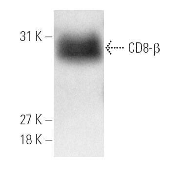 CD8-β Antibody (5F2) | SCBT - Santa Cruz Biotechnology