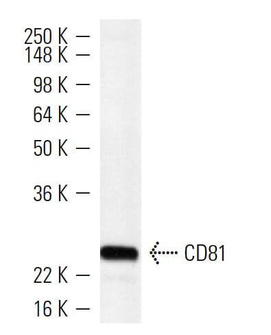 Anti-CD81 Antibody (5A6) | SCBT - Santa Cruz Biotechnology