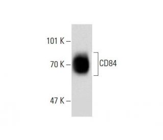 Anti-CD84 Antibody (0.N.167) | SCBT - Santa Cruz Biotechnology