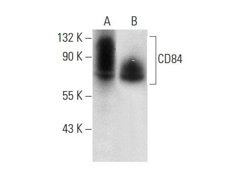 CD84 Antibody (E-3) | SCBT - Santa Cruz Biotechnology