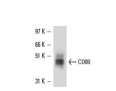 CD88抗体 (8D6) | SCBT - Santa Cruz Biotechnology