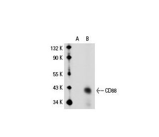 Anti-CD88 Antibody (8D6) | SCBT - Santa Cruz Biotechnology