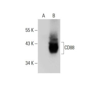 Anti-CD88 Antibody (8D6) | SCBT - Santa Cruz Biotechnology