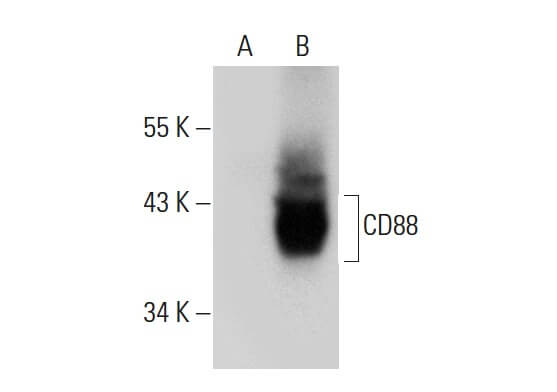 Anti-CD88 Antibody (8D6) | SCBT - Santa Cruz Biotechnology