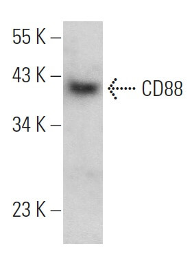 Anti-CD88 Antibody (8D6) | SCBT - Santa Cruz Biotechnology