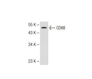 Anti-CD88 Antibody (R63) | SCBT - Santa Cruz Biotechnology