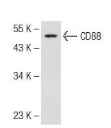 Anti-CD88 Antibody (R63) | SCBT - Santa Cruz Biotechnology
