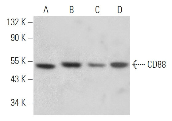 Anti-CD88 Antibody (R63) | SCBT - Santa Cruz Biotechnology