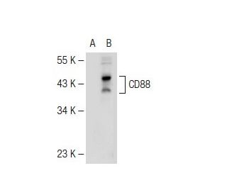 CD88 Antibody (S5/1) - Western Blotting - Image 113991