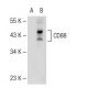 CD88抗体 (S5/1) | SCBT - Santa Cruz Biotechnology