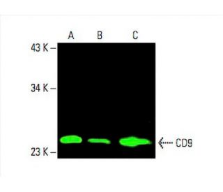 CD9 Antibody (C-4) - Western Blotting - Image 393977