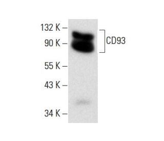 CD93 Antibody (B-1) | SCBT - Santa Cruz Biotechnology