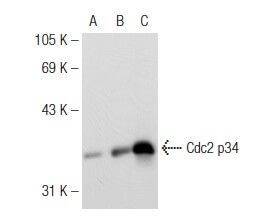 Cdc2 p34 Antibody (PSTAIRE) | SCBT - Santa Cruz Biotechnology