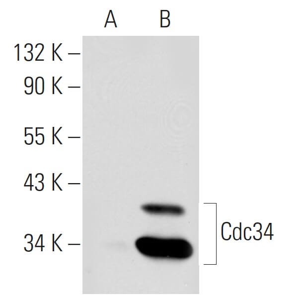 Anti-Cdc34 Antibody (H-4) | SCBT - Santa Cruz Biotechnology