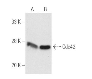Cdc42 Antibody (B-8) - Western Blotting - Image 4512